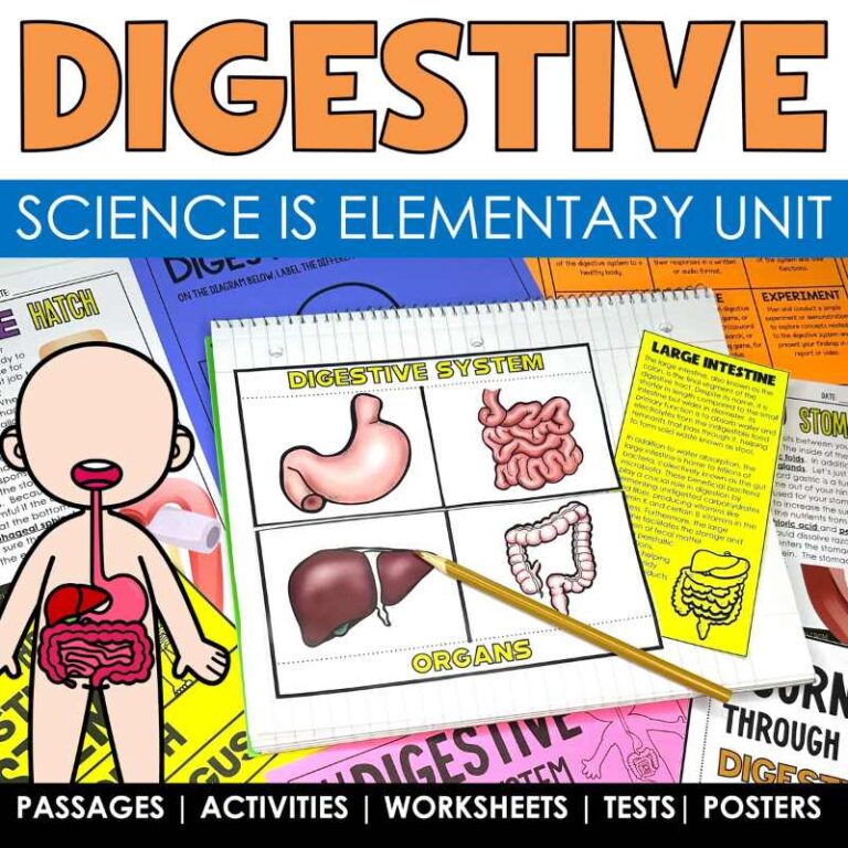 Digestive System Human Body Systems Project Worksheets Human Body ...