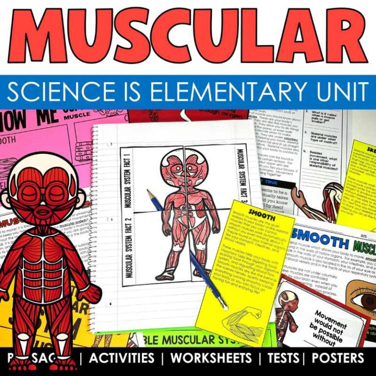 Muscular System Human Body Systems Worksheets Passages and Graphic ...