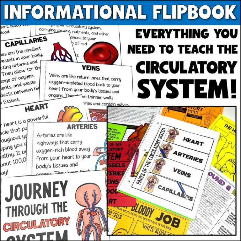 Circulatory System Human Body Systems Worksheets Passages and Graphic ...
