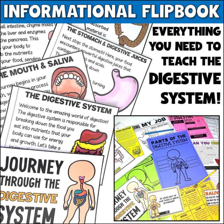 Digestive System Human Body Systems Project Worksheets Human Body ...