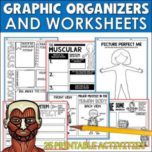 Muscular System Human Body Systems Worksheets Passages and Graphic ...