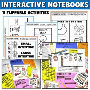 Digestive System Human Body Systems Project Worksheets Human Body ...