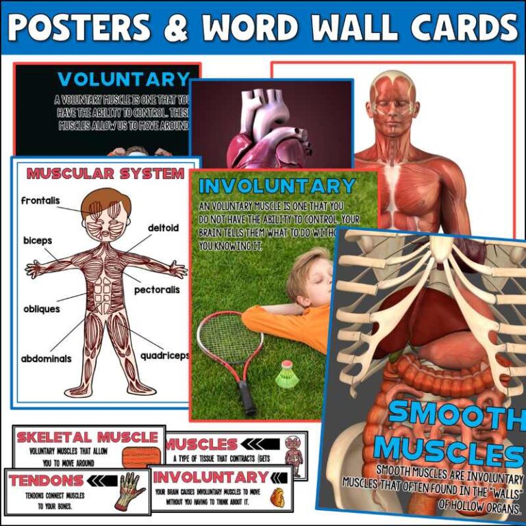 Muscular System Human Body Systems Worksheets Passages and Graphic ...