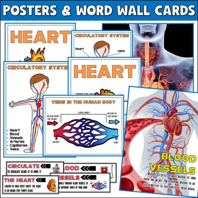 Circulatory System Human Body Systems Worksheets Passages and Graphic ...