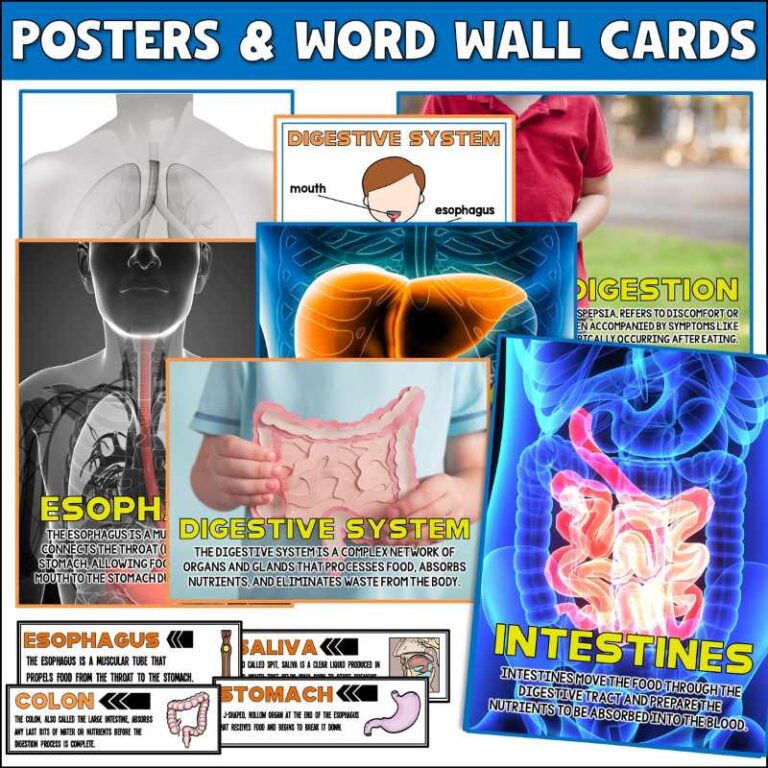 Digestive System Human Body Systems Project Worksheets Human Body ...