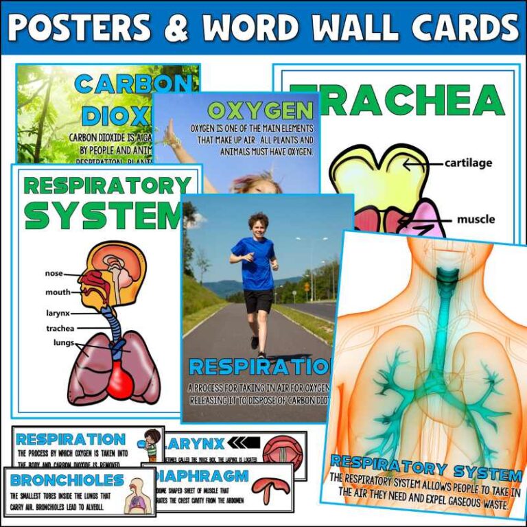 Respiratory System Human Body Systems Worksheets Passages and Graphic ...