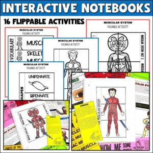 Muscular System Human Body Systems Worksheets Passages and Graphic ...