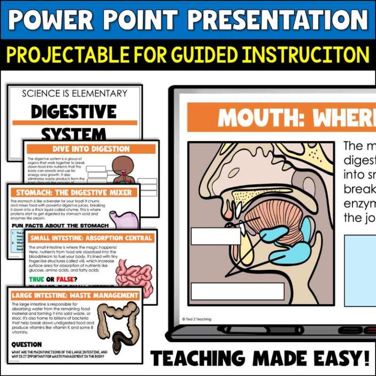 Digestive System Human Body Systems Project Worksheets Human Body ...