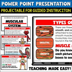 Muscular System Human Body Systems Worksheets Passages and Graphic ...
