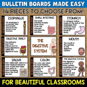 Digestive System Human Body Systems Project Worksheets Human Body ...
