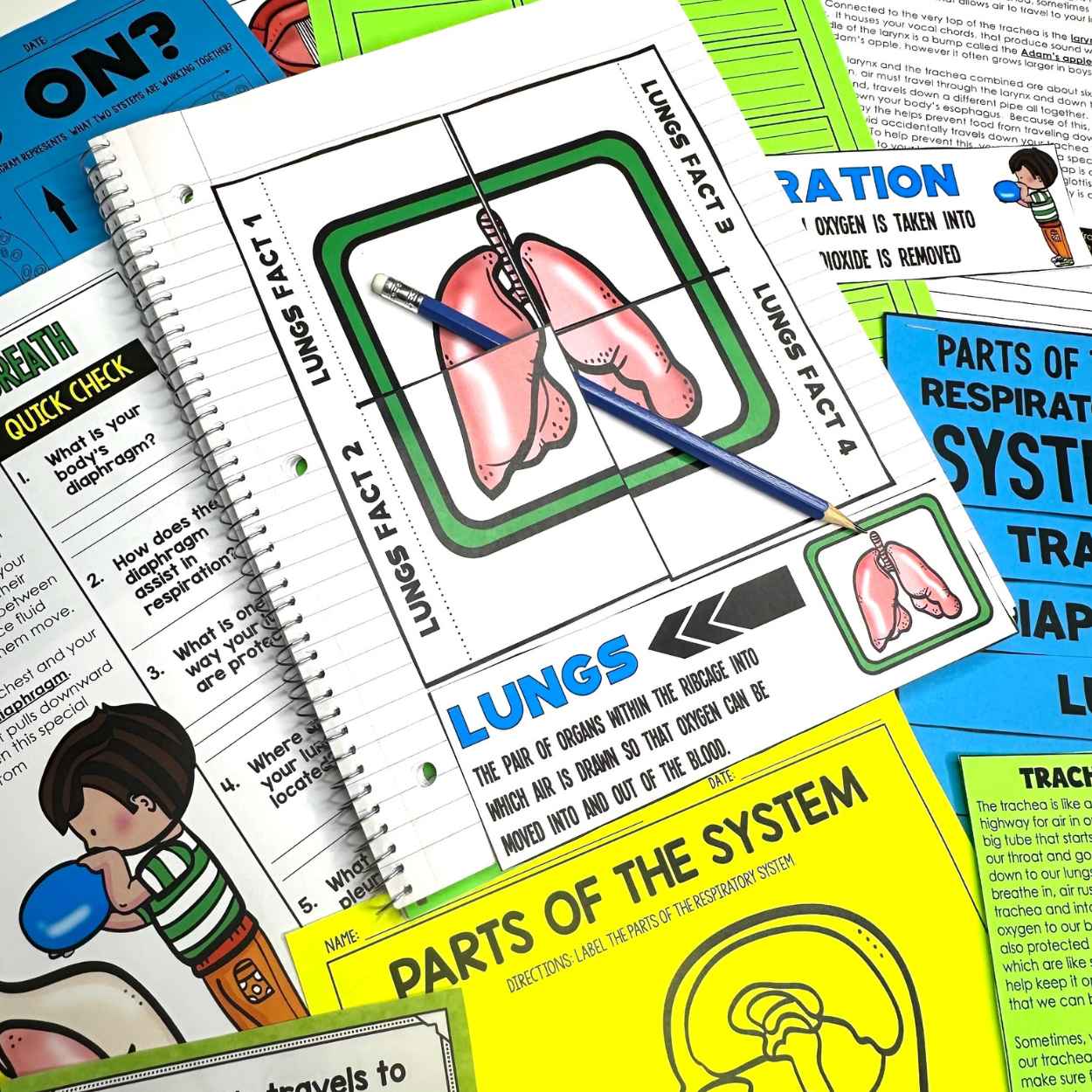 Fun Respiratory System Classroom Activities
