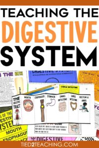 Fun Digestive System Classroom Activities