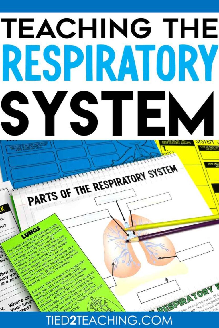 Fun Respiratory System Classroom Activities